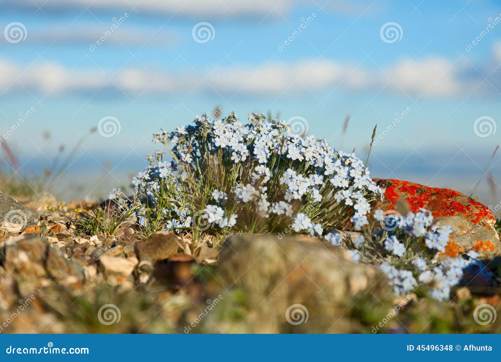 Flowers forget me note stock photo. Image of flower, marshes - 45496348