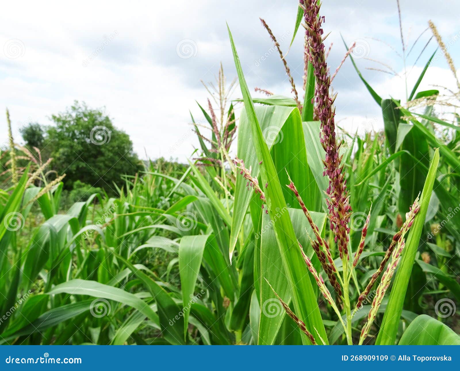 Flowers for the Formation of a Corn Crop, Corn on the Cob Stock Image ...