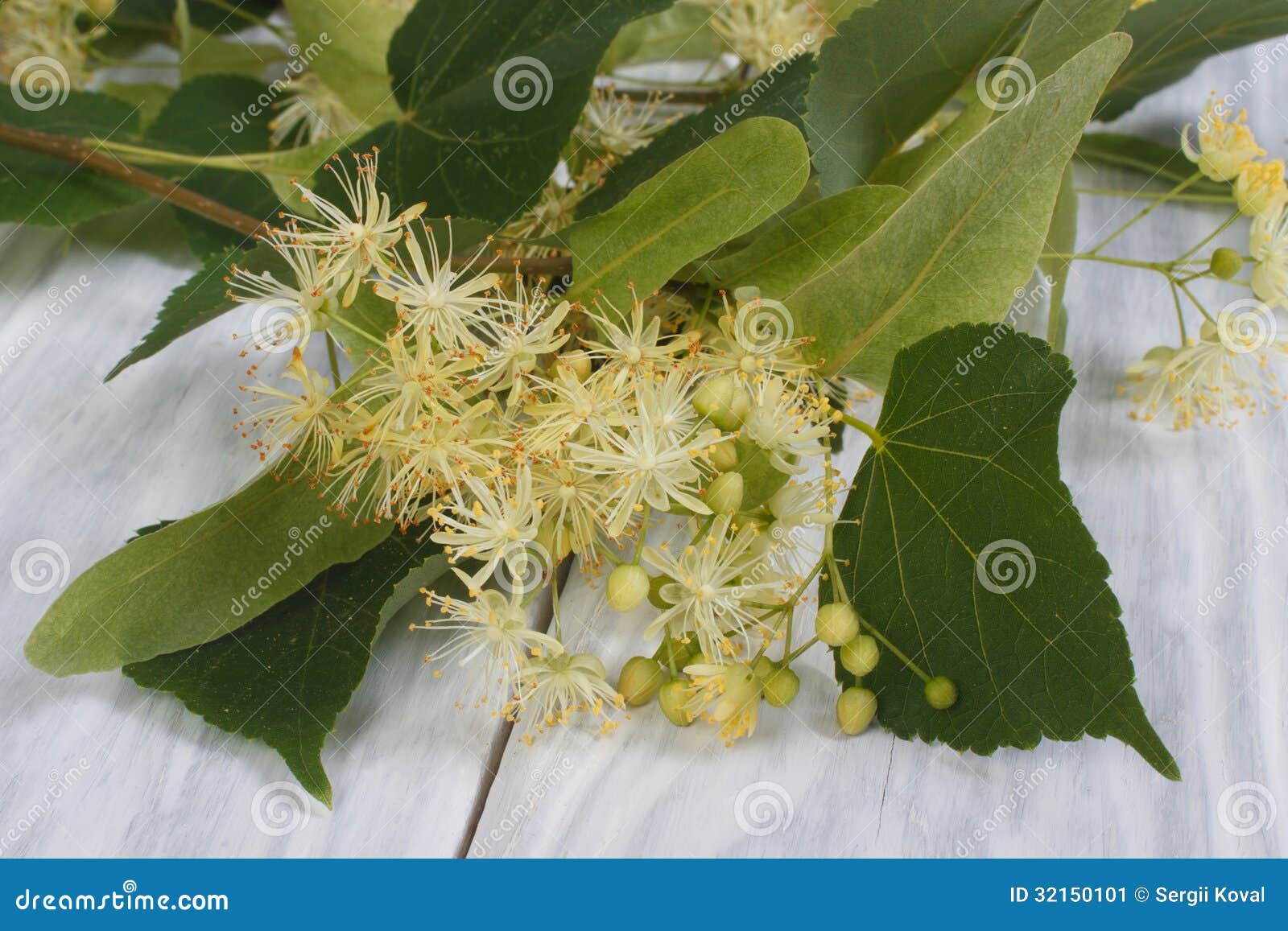 Flowers Fragrant Linden Trees Stock Image - Image of bloom, extract ...