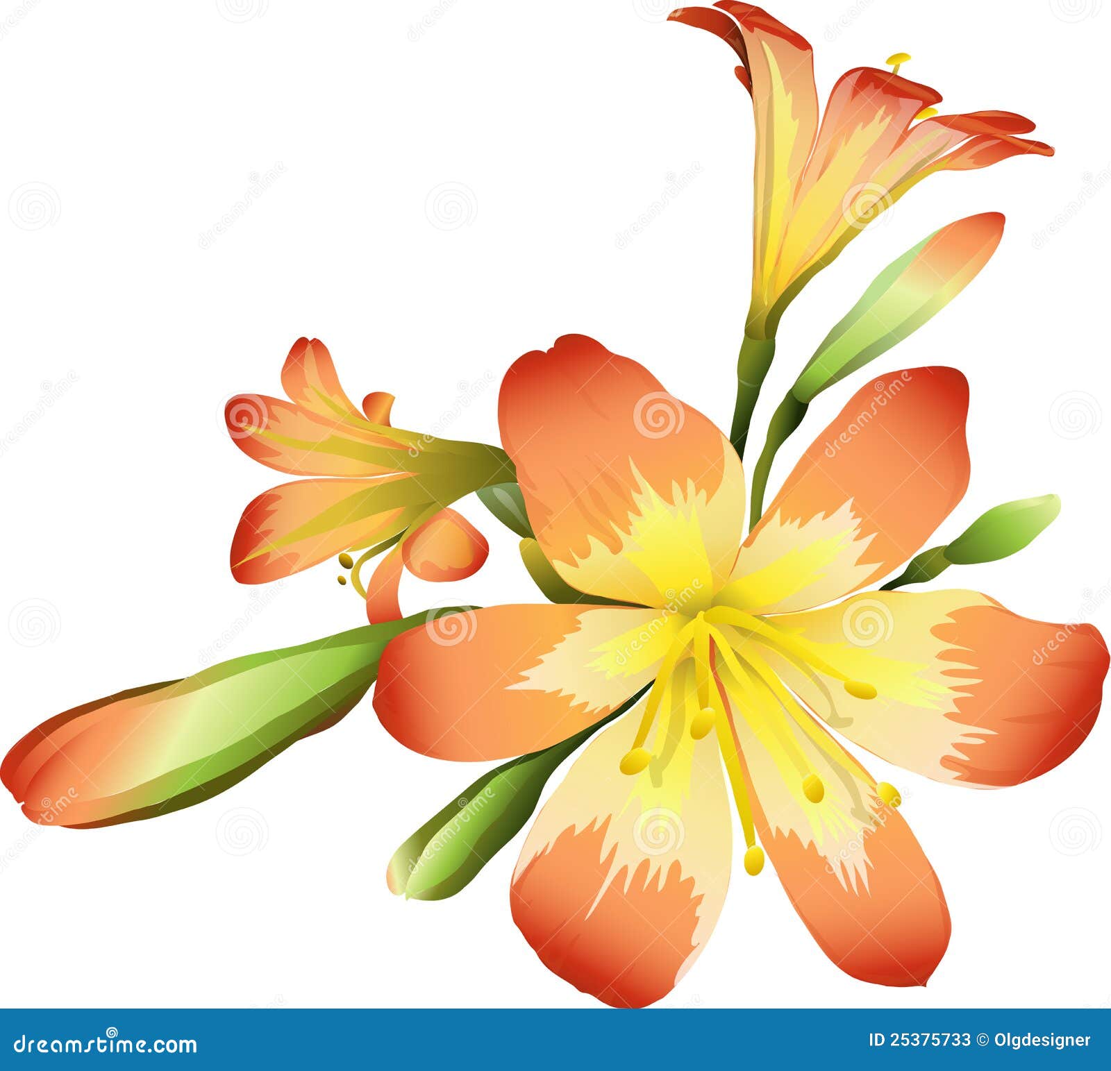Flowers freesia (vector) stock vector. Illustration of list - 25375733
