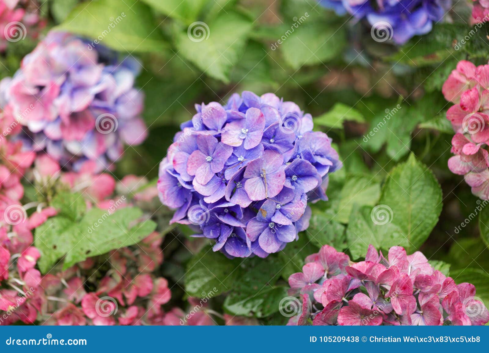 French Hydrangea Hydrangea Macrophylla Stock Photo - Image of meadow ...