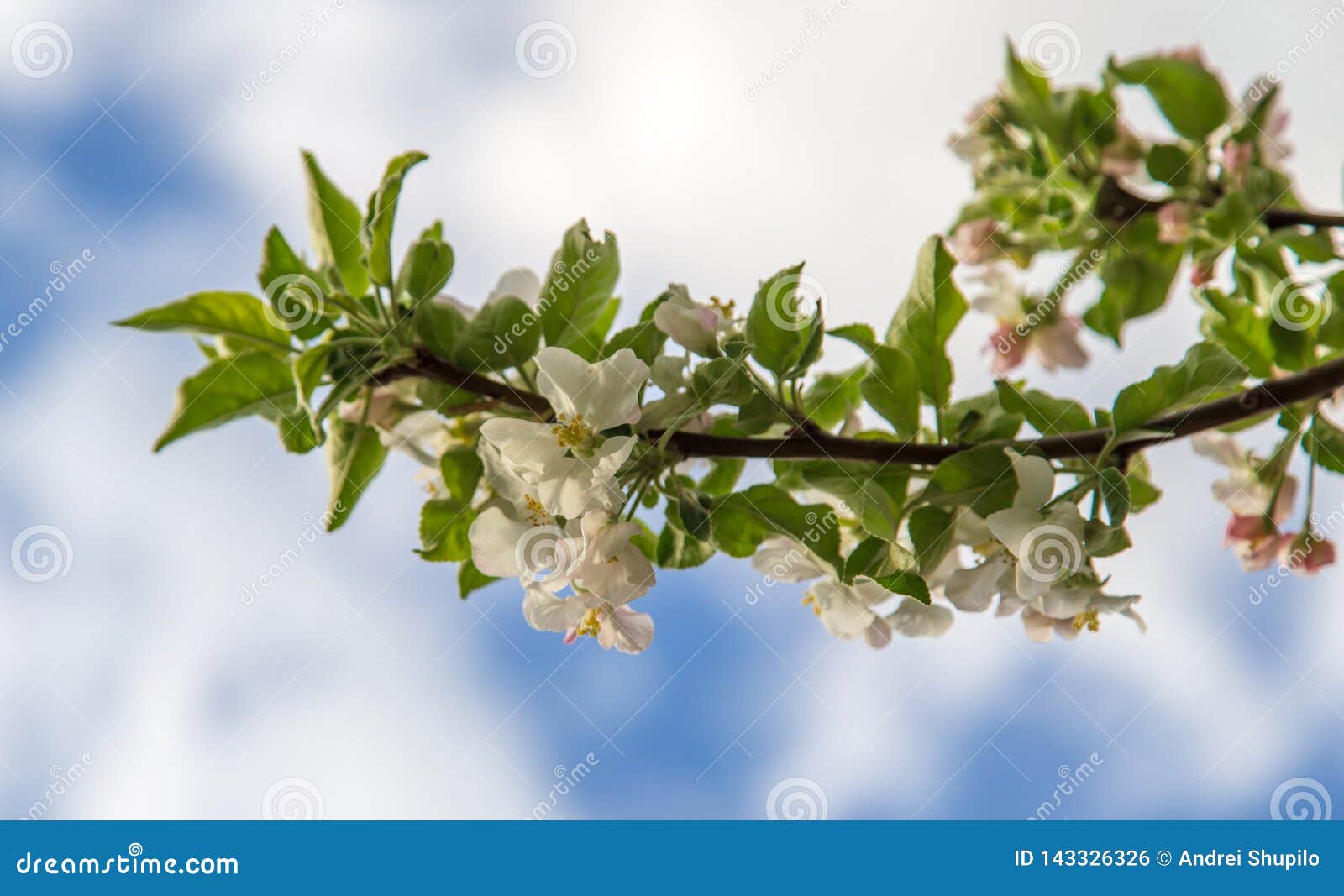 Flowers on a Fruit Tree in Spring Stock Photo - Image of leaves, nature ...