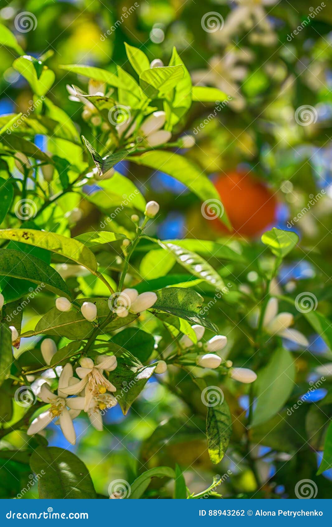 Flowers and Fruits on an Orange Tree Stock Photo - Image of flowerbud ...