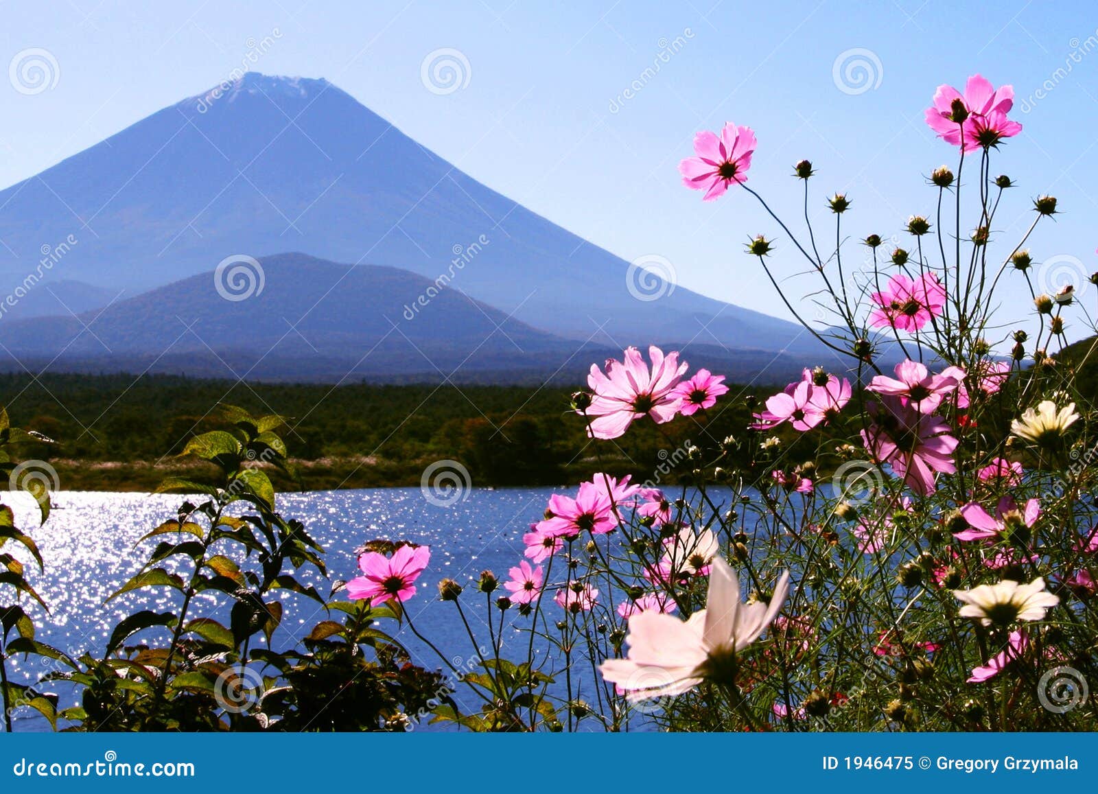 Flowers of Fuji stock image. Image of nirvana, balance - 1946475
