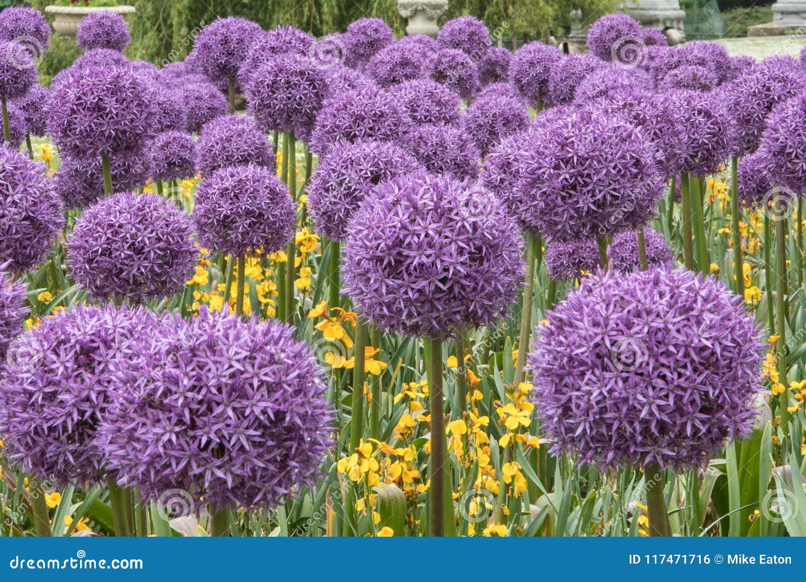 Flowers in full bloom stock photo. Image of round, full - 117471716