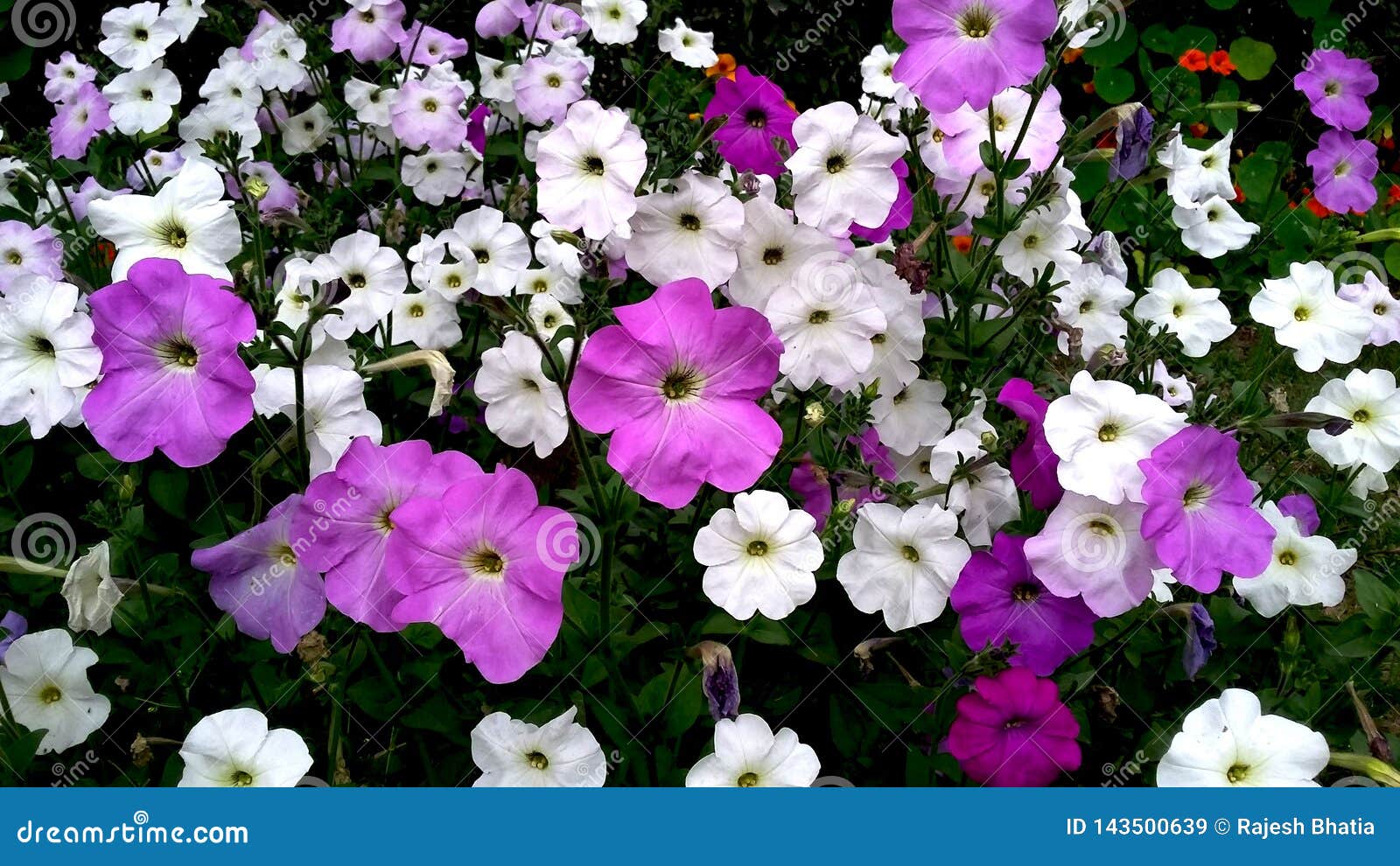 Flowers in full bloom stock image. Image of drawn, light - 143500639