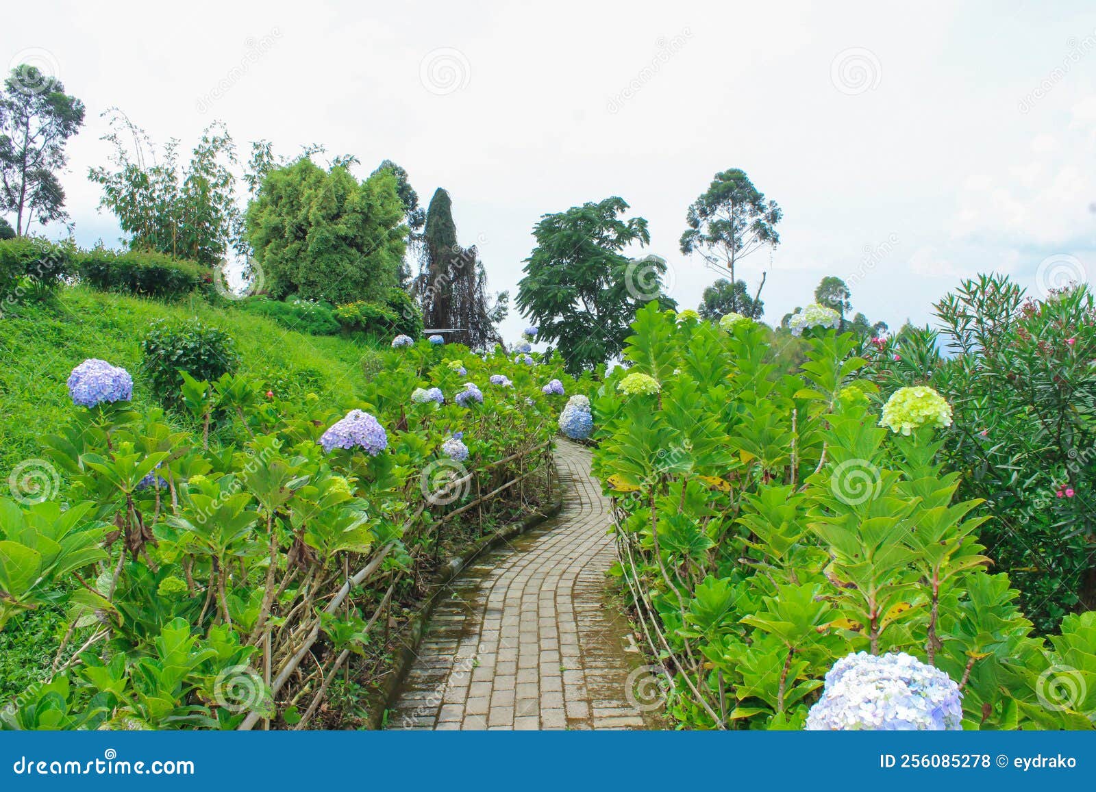 Flowers in the Garden. Bigleaf Hydrangea or Hydrangea Macrophylla, a ...