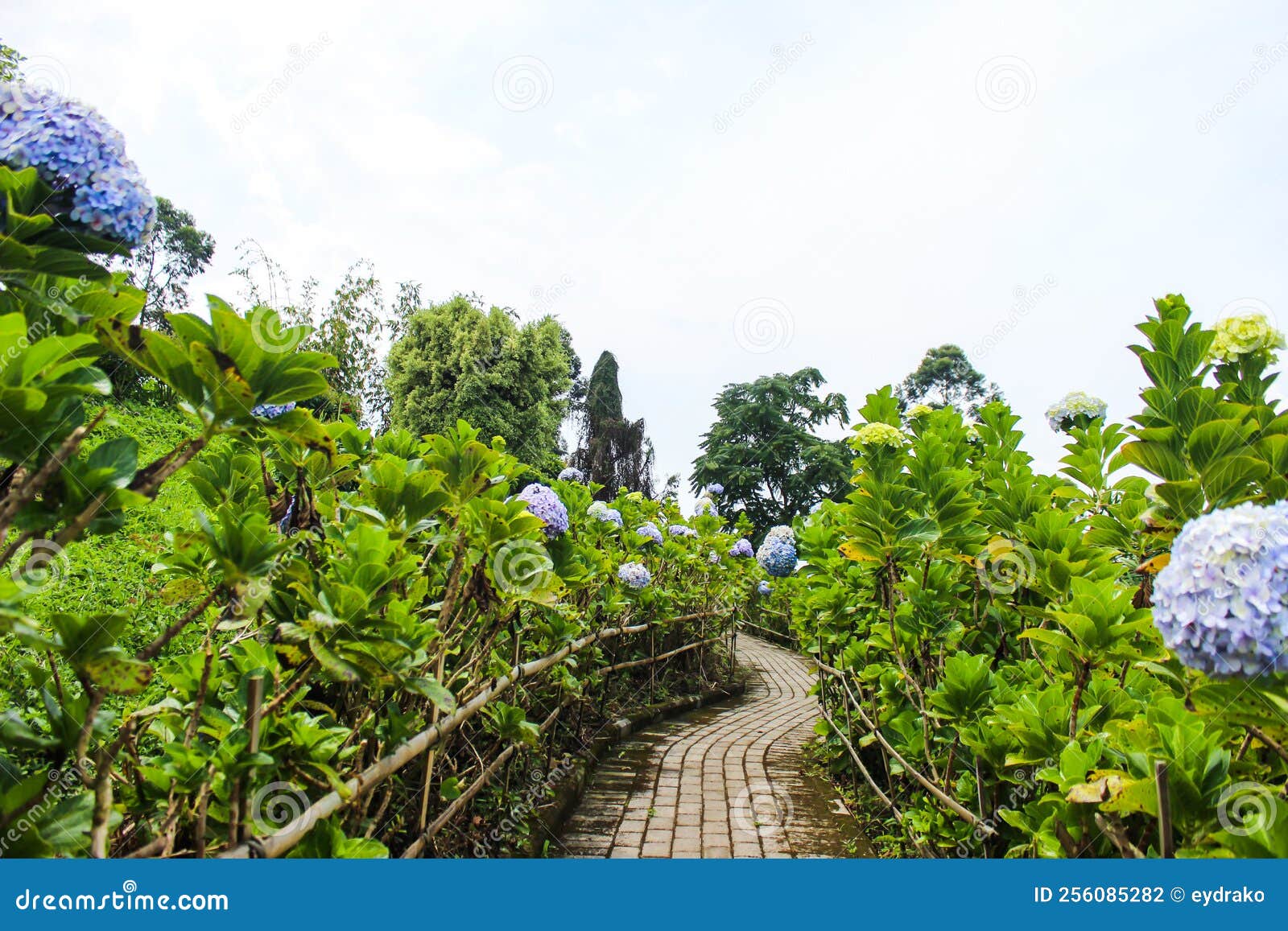 Flowers in the Garden. Bigleaf Hydrangea or Hydrangea Macrophylla, a ...