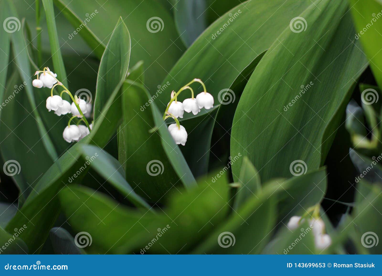 Flowers In The Garden. Convallaria Stock Image - Image of field ...
