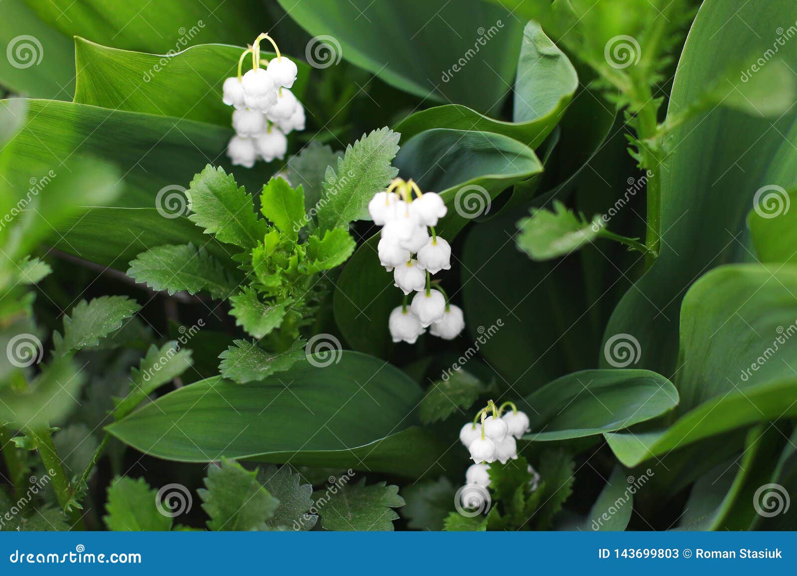 Flowers in the Garden. Convallaria Stock Image - Image of decoration ...
