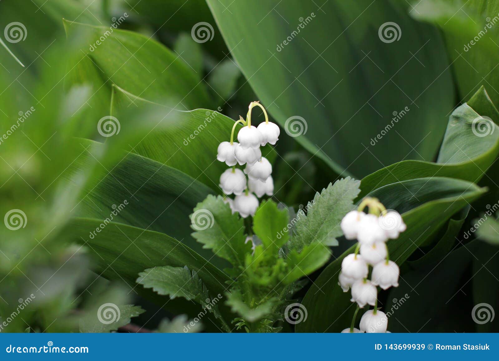 Flowers in the Garden. Convallaria Stock Image - Image of agriculture ...