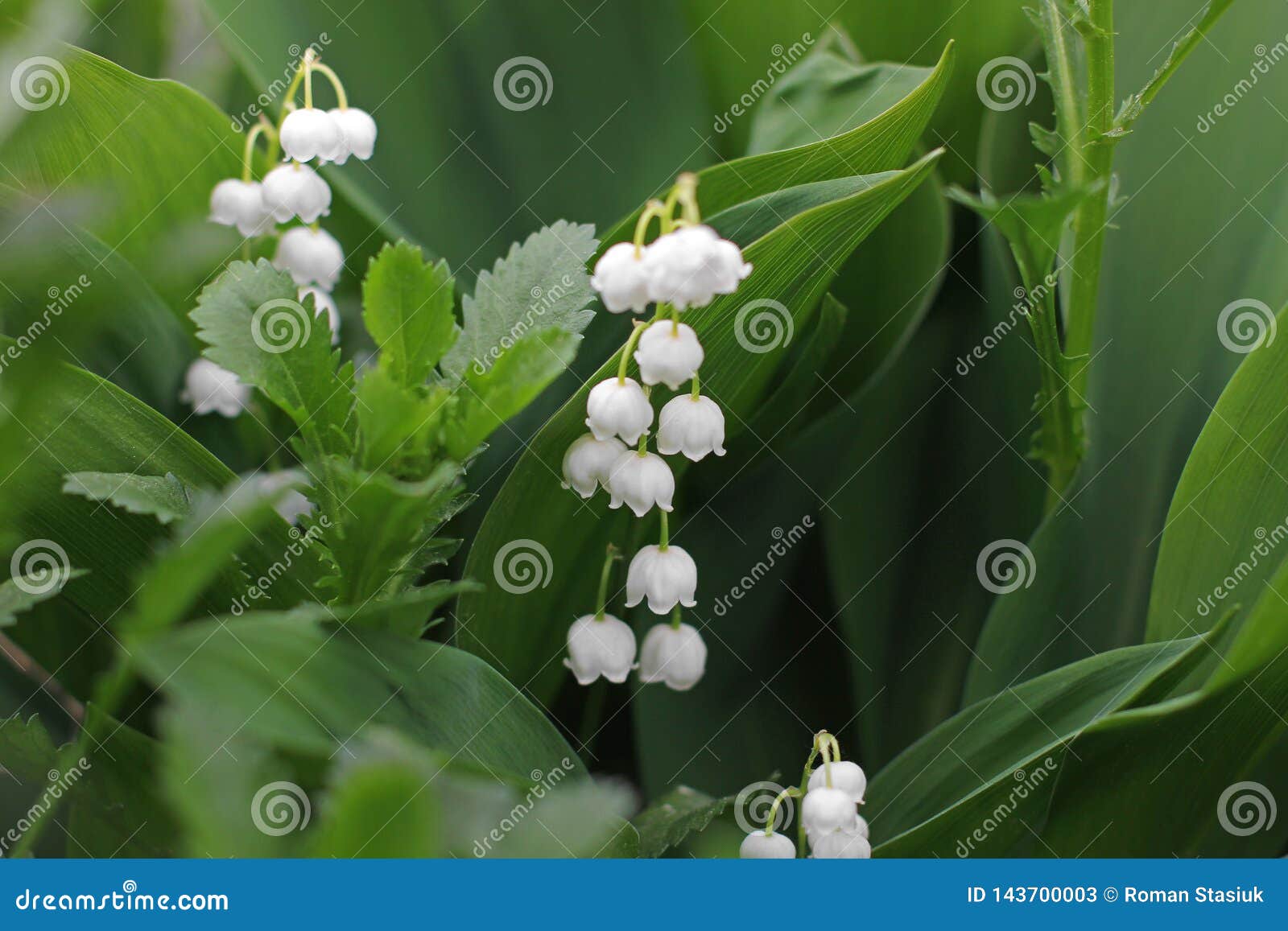 Flowers in the Garden. Convallaria Stock Image - Image of forest ...