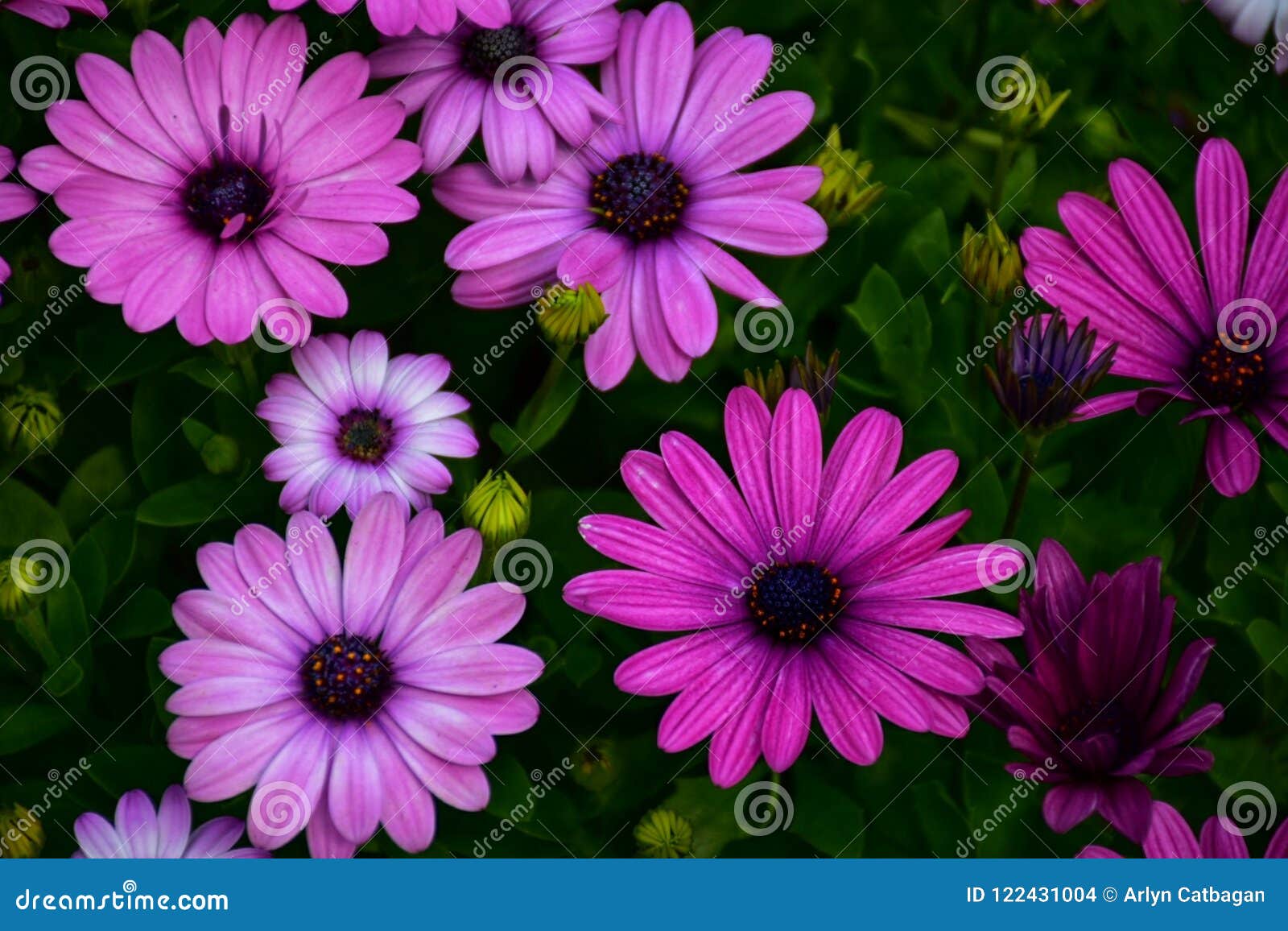 Daisies in full bloom stock photo. Image of daisies - 122431004