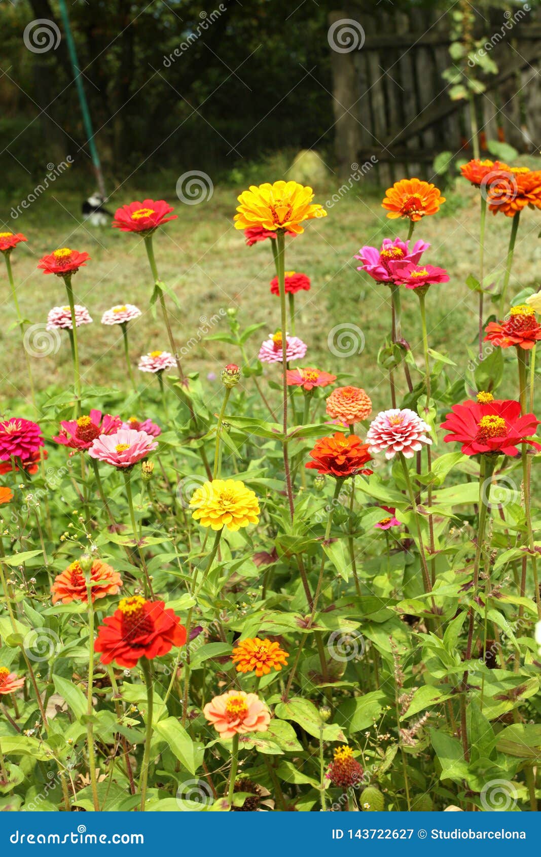 Zinnia flowers garden stock image. Image of flowerbed - 143722627