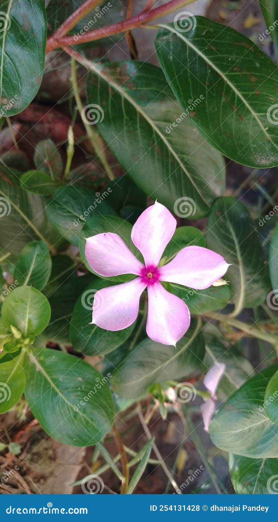 Flowers Garden Nature Indian Flowers Green Tree with Flowers Stock ...