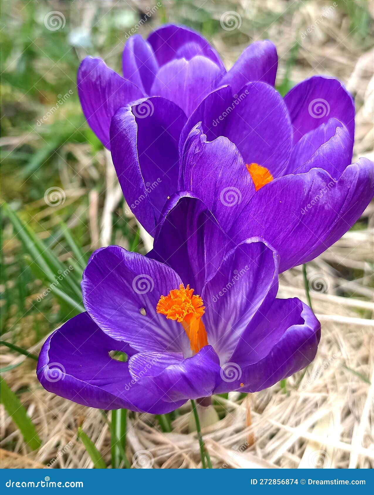 Flowers on Garden, Springer Stock Photo - Image of flower, flowers ...
