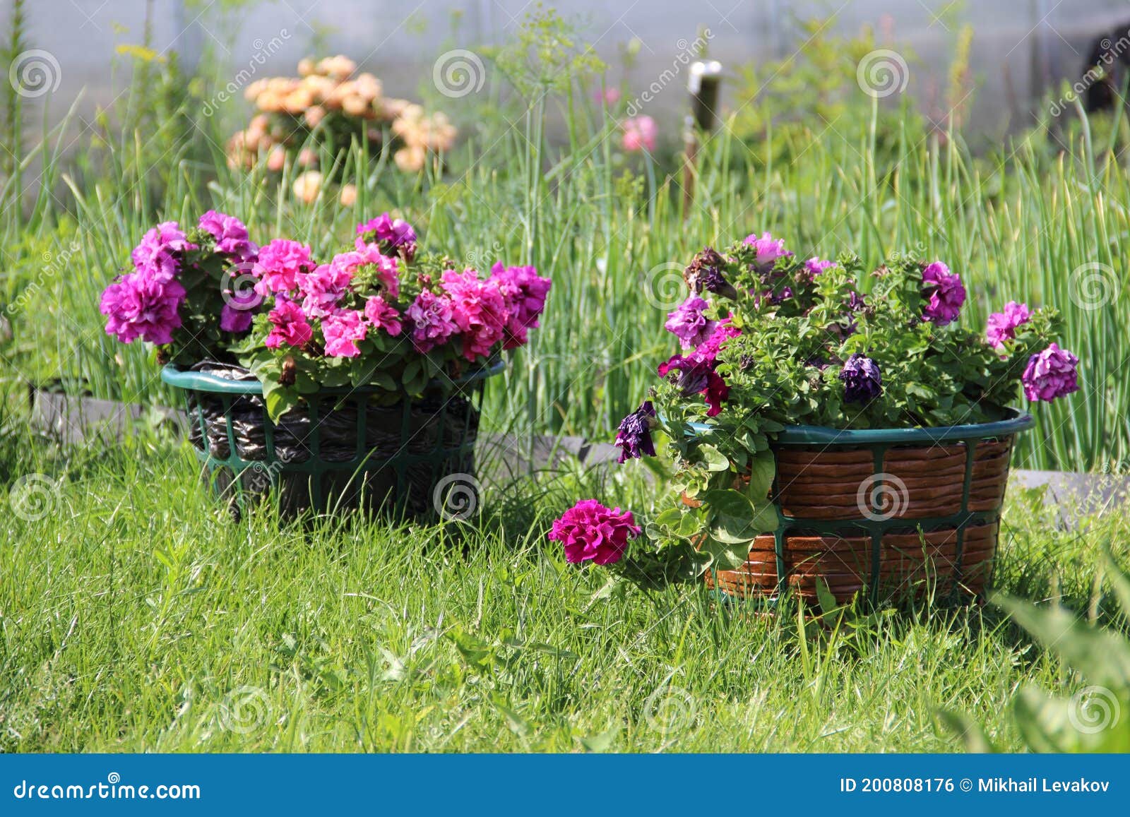 Sunbath in the garden stock photo. Image of backyard - 200808176