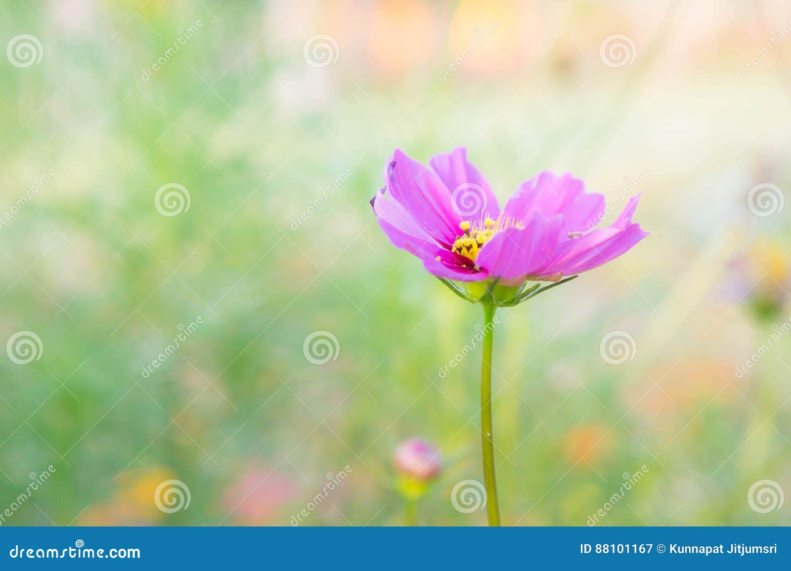 Flowers in the Garden Vintage Stock Image - Image of flower, natural ...
