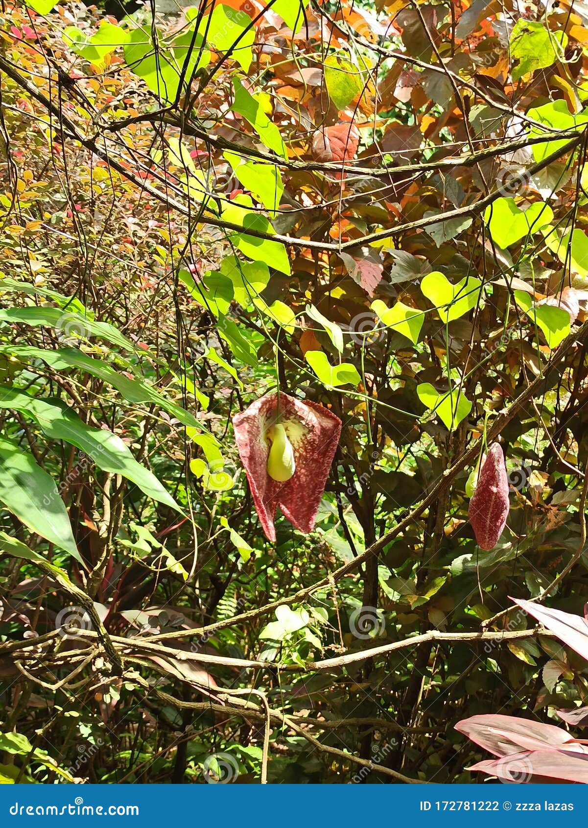 Flowers Gardens Hungry Flower Stock Photo - Image of flower, hungry ...