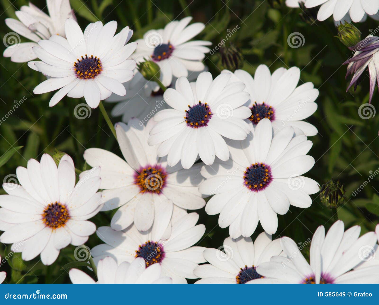 Flowers Gathering stock image. Image of flowers, gardening - 585649