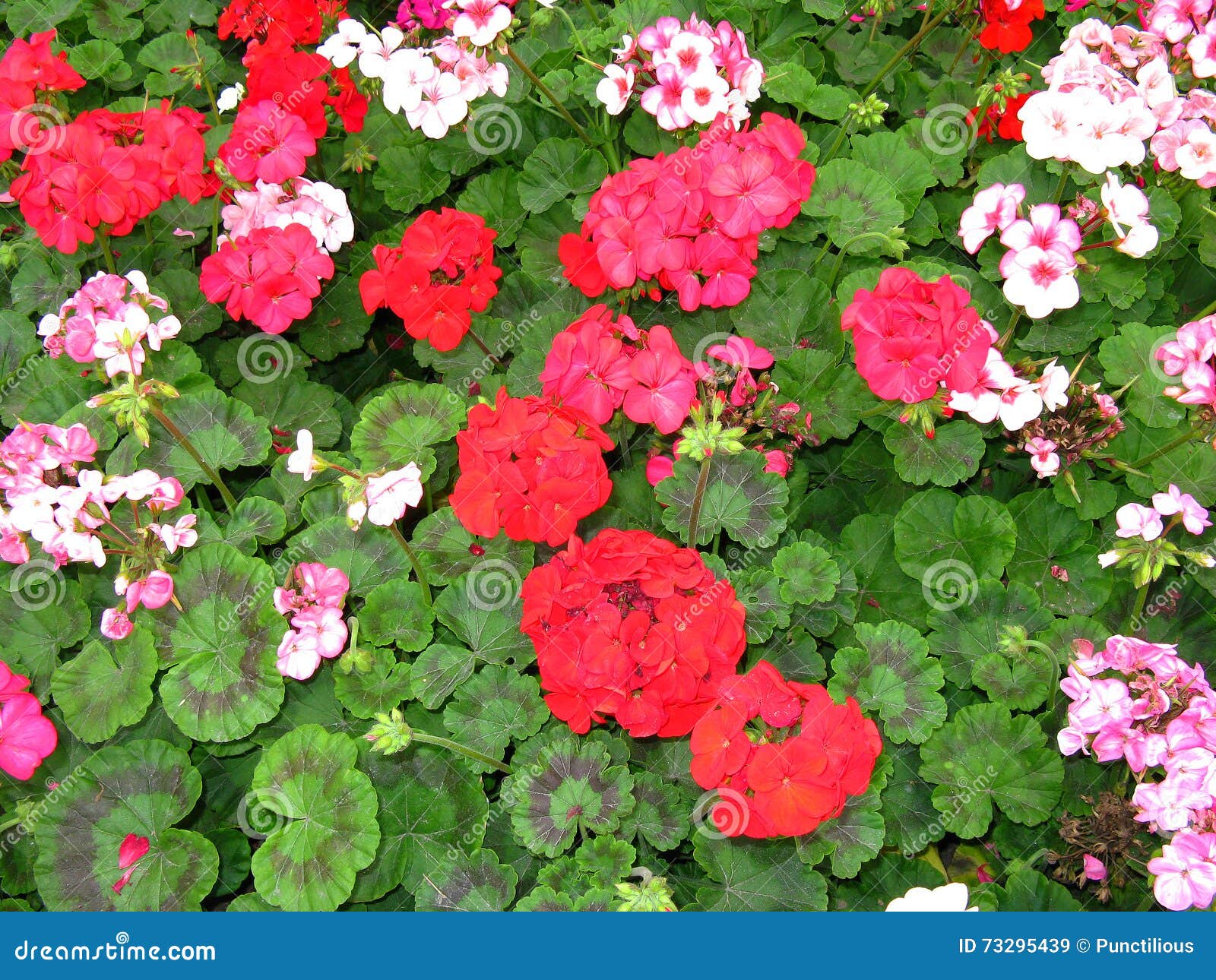 Flowers Geranium. Flowers Background. Stock Image - Image of summer ...