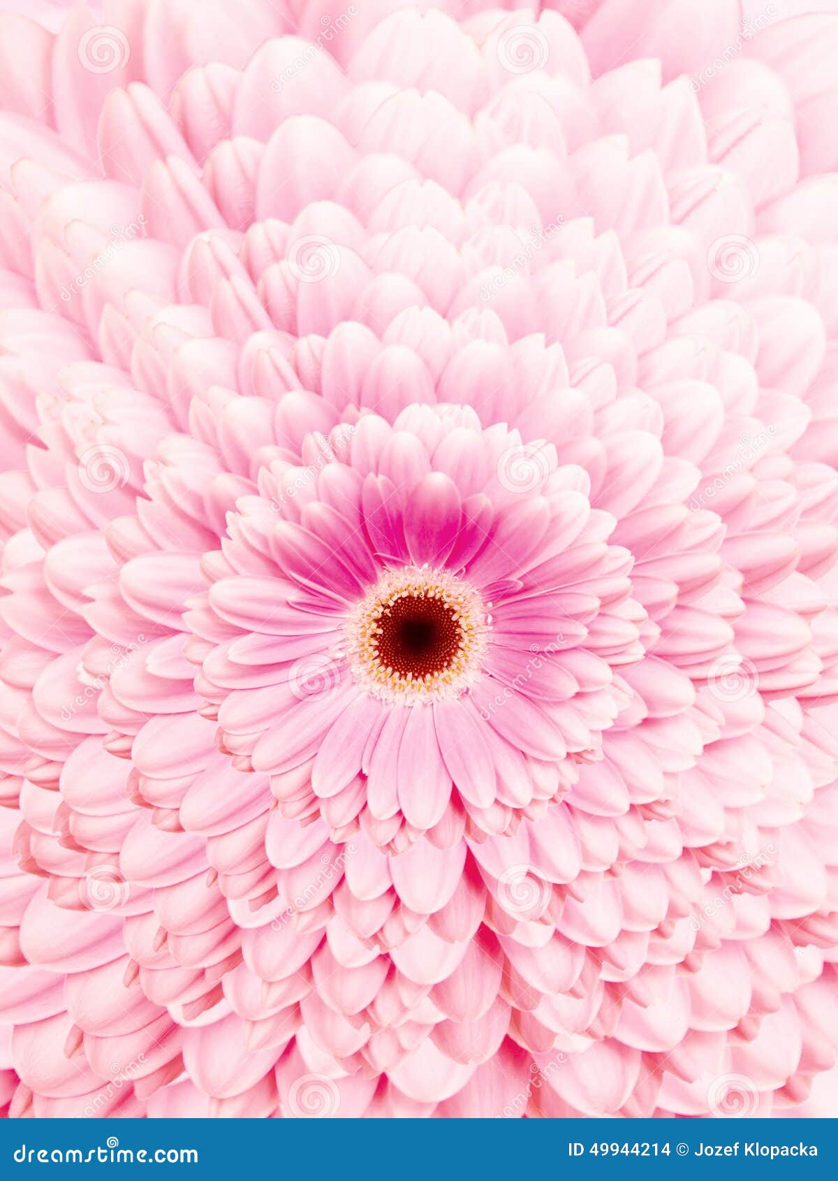 Flowers Gerbera Blossom with Pink Colored Petals Amids a Petal Pattern ...