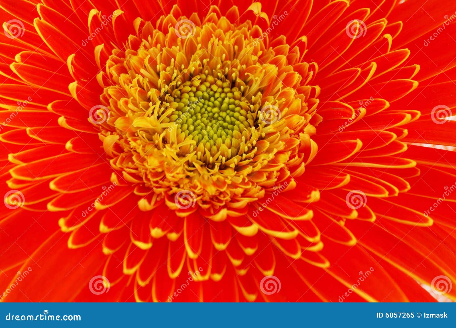 Flowers - gerbera close up stock image. Image of flower - 6057265