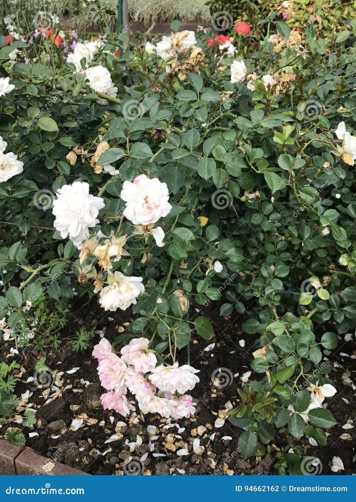 Flowers at the Getty stock photo. Image of flowers, love - 94662162