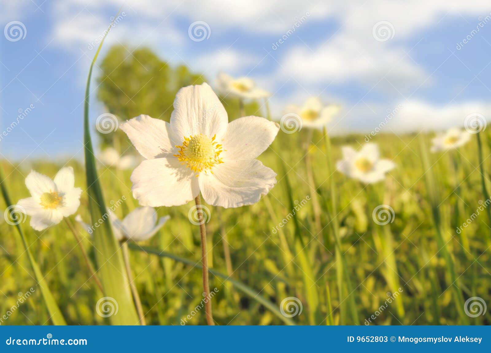 Flowers on glade stock image. Image of glade, bright, plants - 9652803