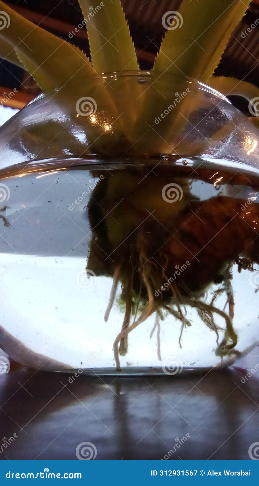 Flowers in Glass Cup Flower Roots Stock Image - Image of roots, flowers ...