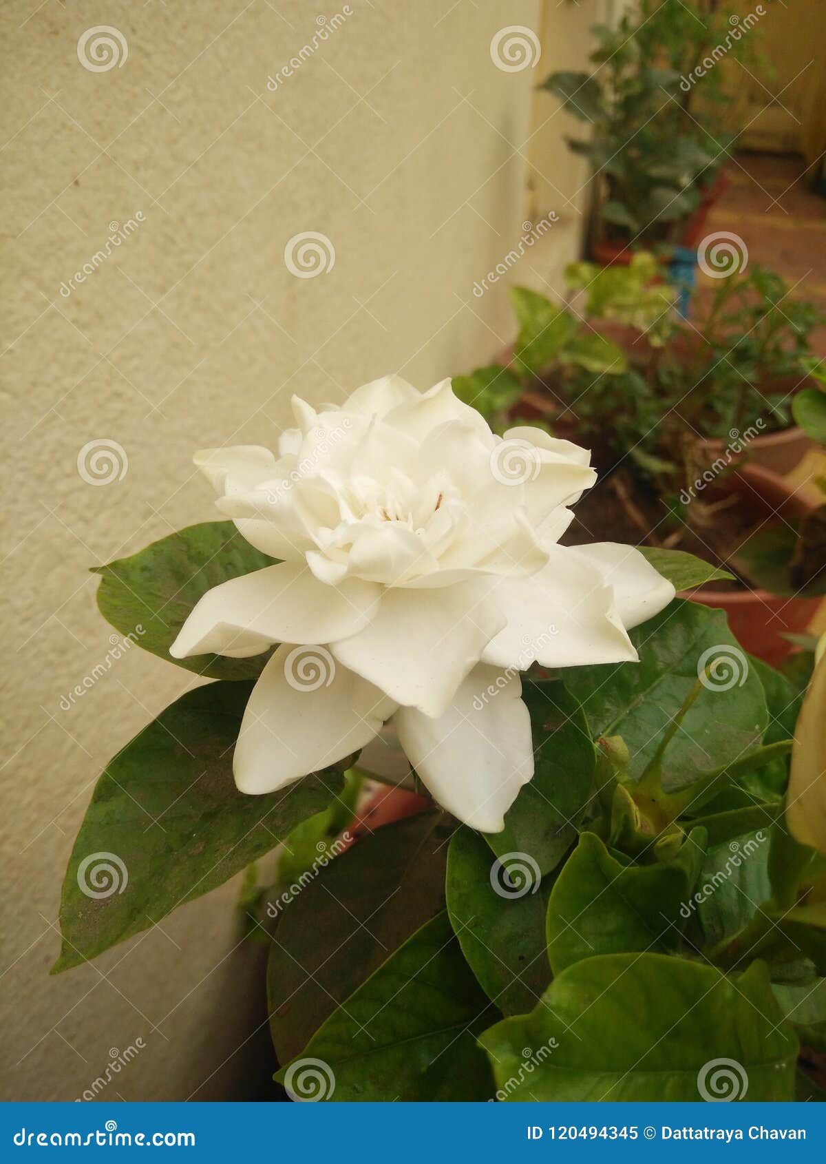 Ananta stock image. Image of glorify, color, nature - 120494345