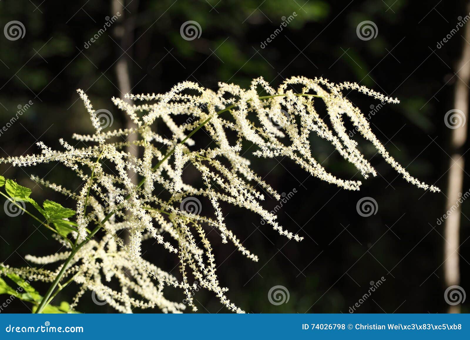 Flowers of a Goats Beard Bush Stock Photo - Image of macro, flower ...