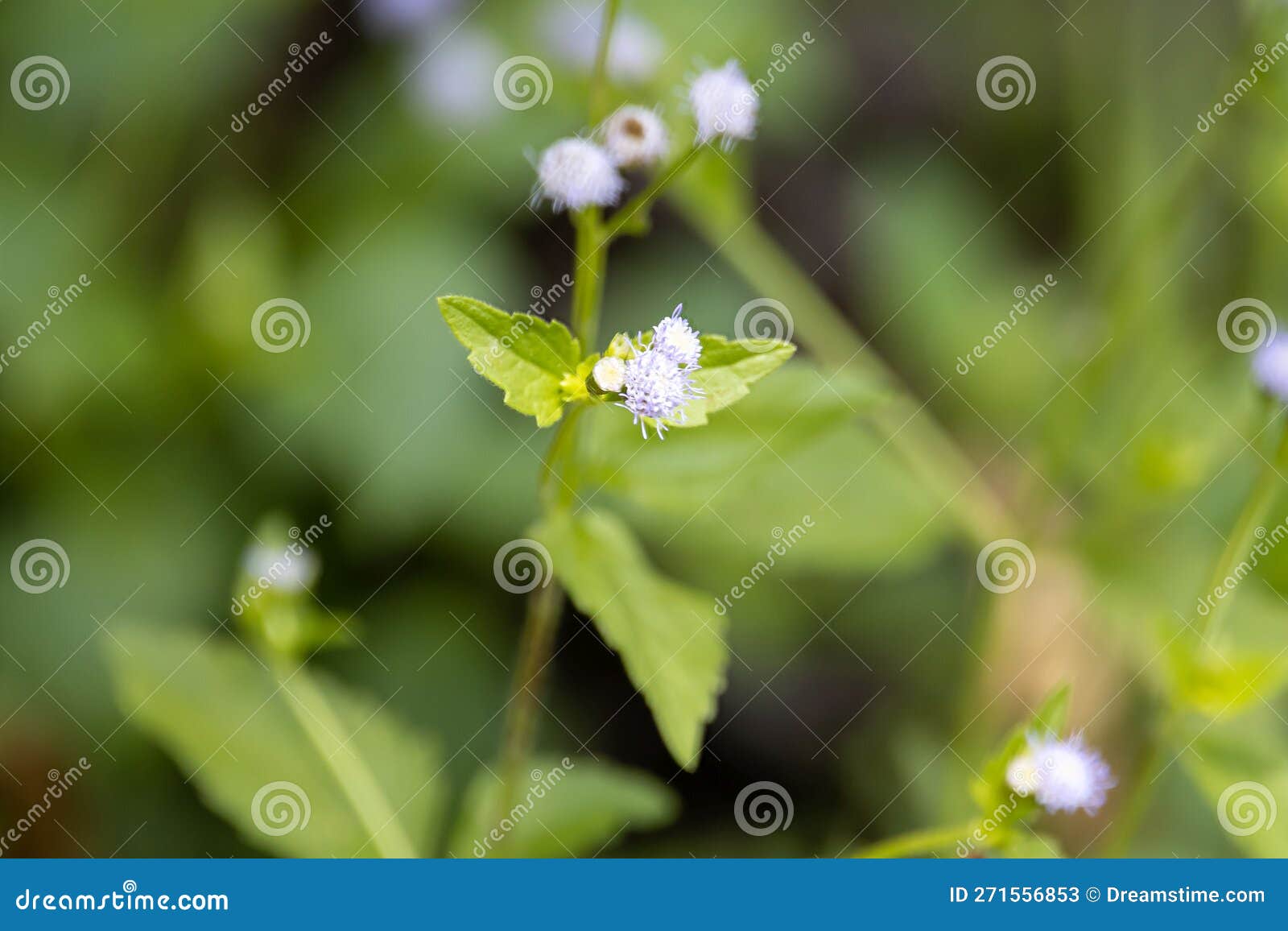 Ageratum Conyzoides Also Known As Billy Goat-weed, Chickweed, Goat-weed ...