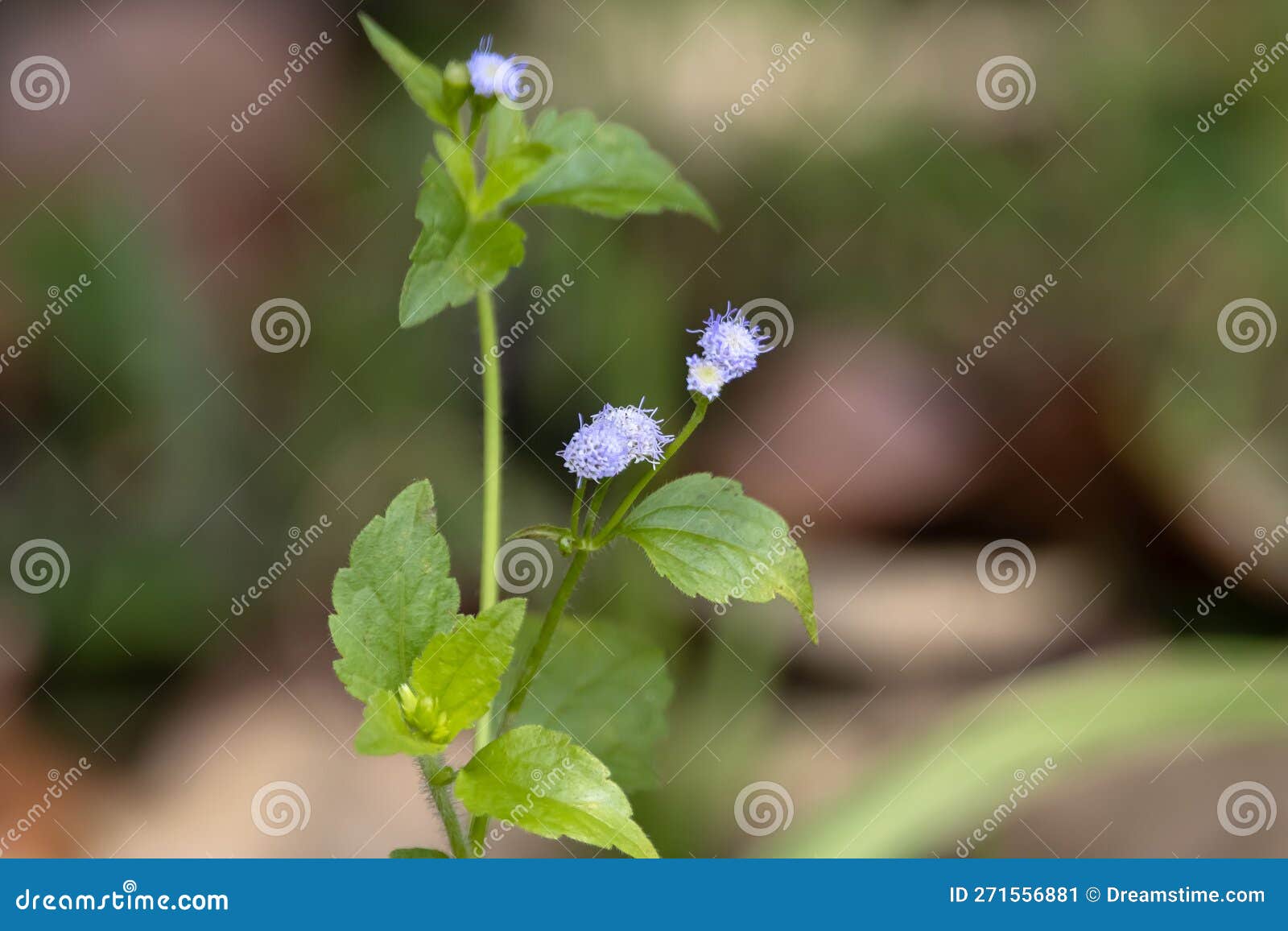 Ageratum Conyzoides Also Known As Billy Goat-weed, Chickweed, Goat-weed ...