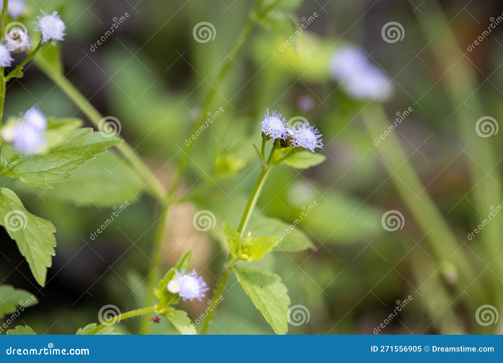 Ageratum Conyzoides Also Known As Billy Goat-weed, Chickweed, Goat-weed ...