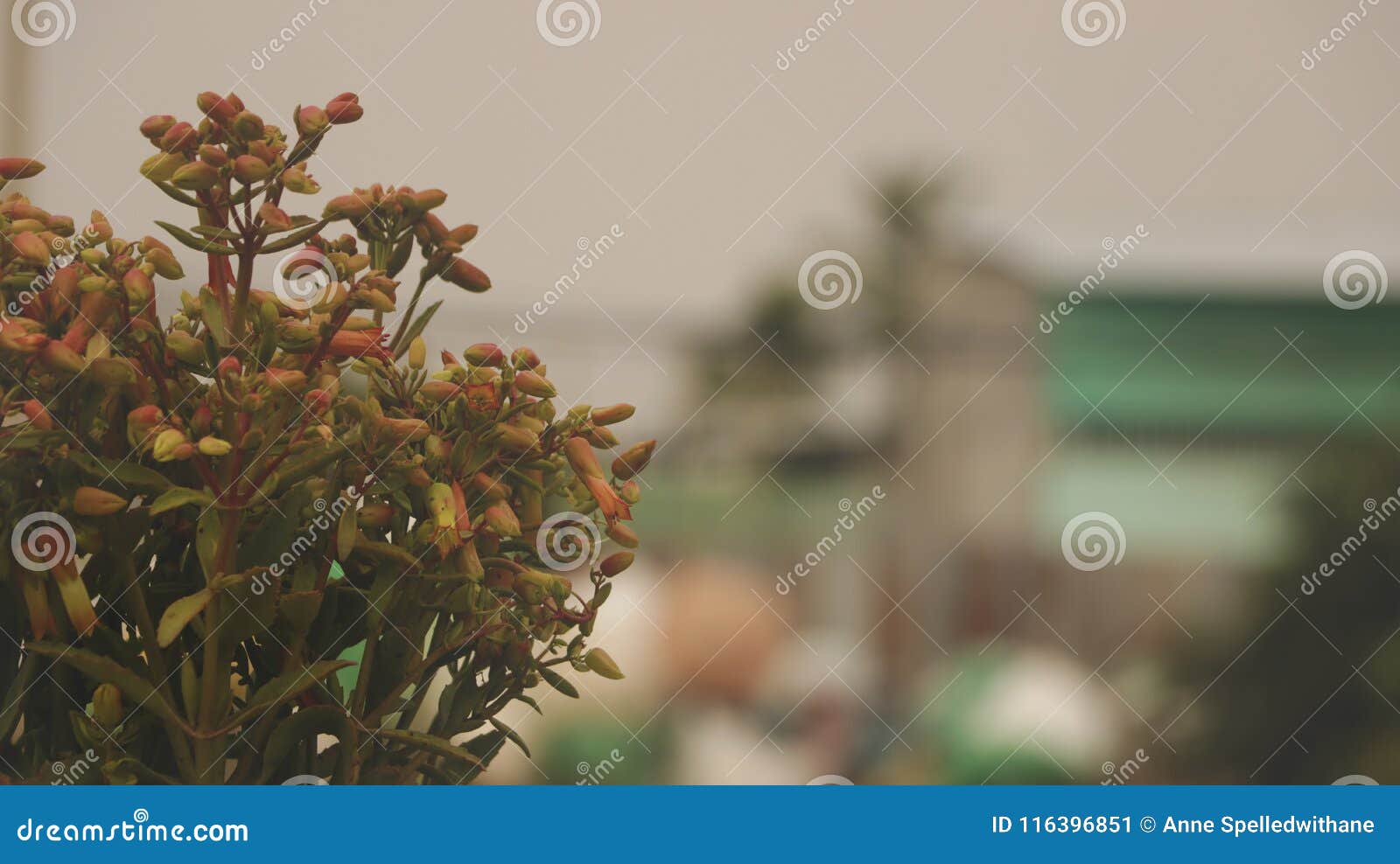 Flowers of Goethe Plant/ Bryophyllum Pinnatum/ Life Plant/ Miracle Leaf ... Flowers of Goethe Plant/ Bryophyllum Pinnatum/ Life Plant/ Miracle Leaf ...