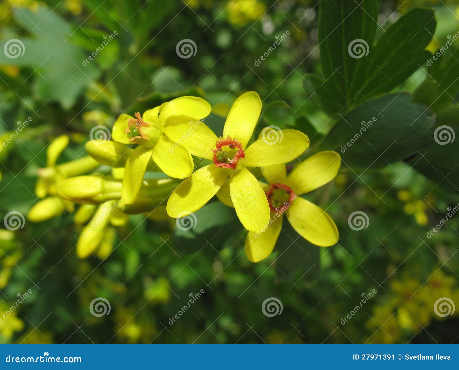 Flowers of Golden Currant (Ribes Aureum) Stock Image - Image of golden ...