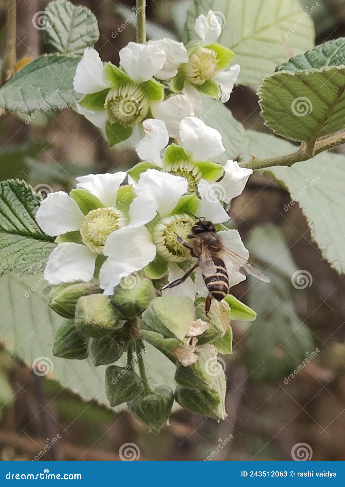 Flowers of Golden Himalayan Raspberry in Bloom Stock Image - Image of ...