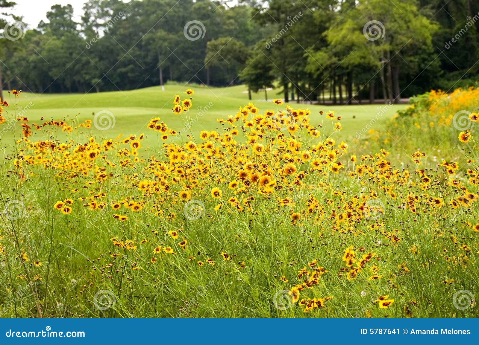 Flowers on a golf course. stock image. Image of landscape - 5787641