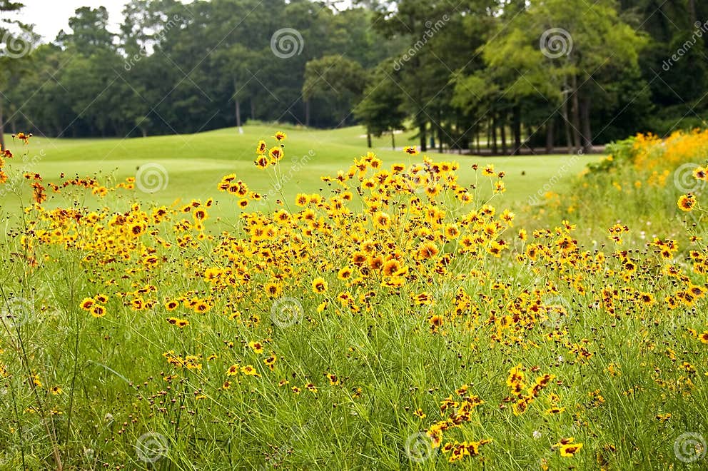 Flowers on a golf course. stock image. Image of landscape - 5787641