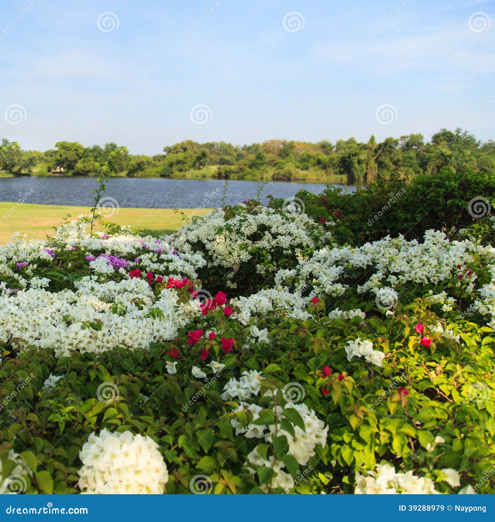 Flowers on golf course stock image. Image of beautiful - 39288979