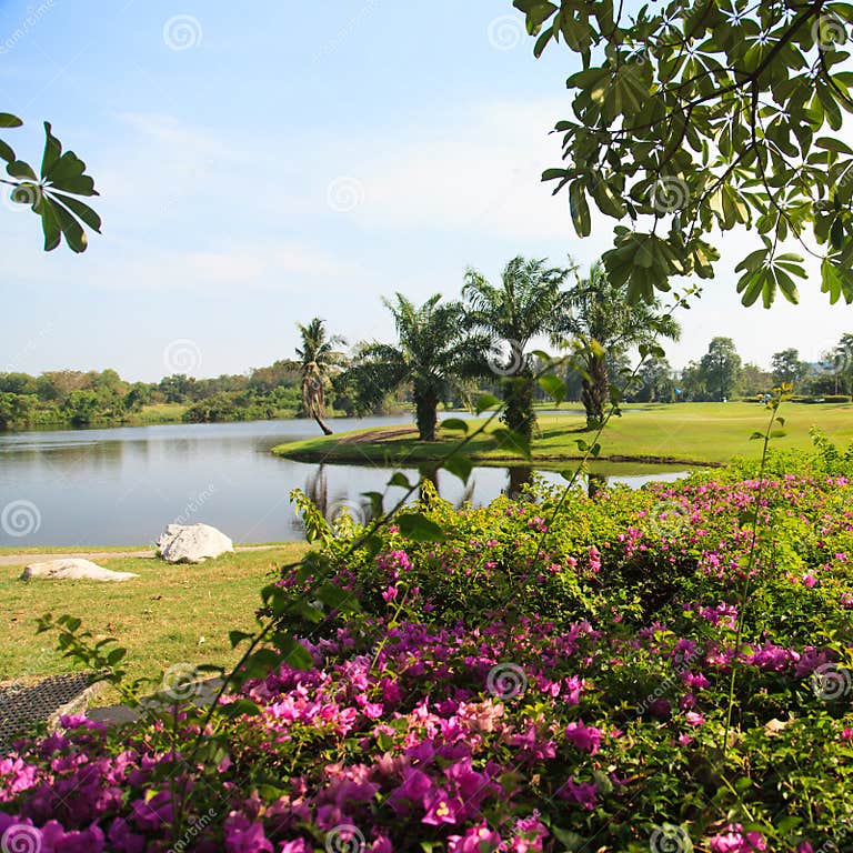 Flowers on golf course stock image. Image of nature, field - 39289021