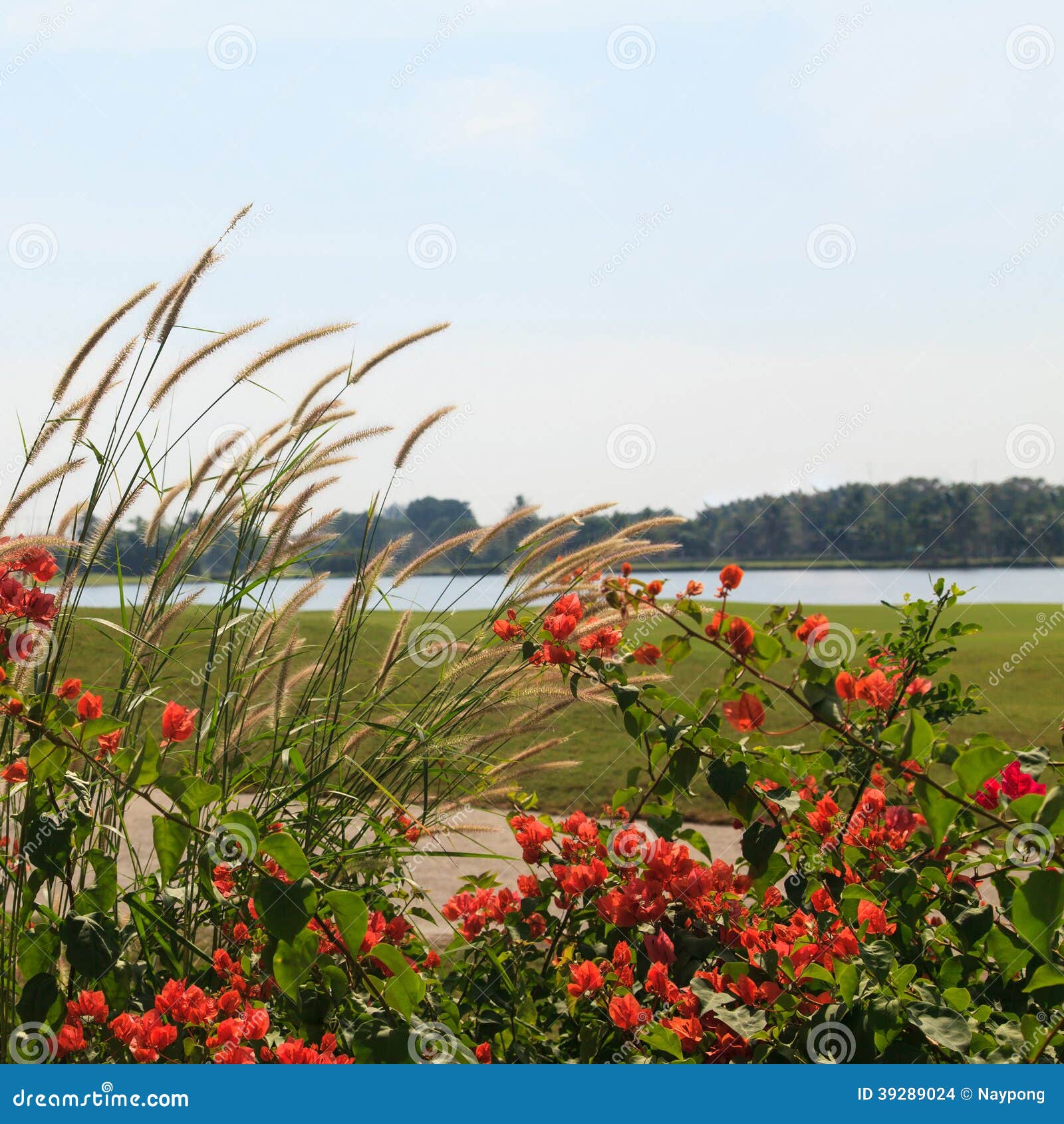 Flowers on golf course stock photo. Image of outside - 39289024