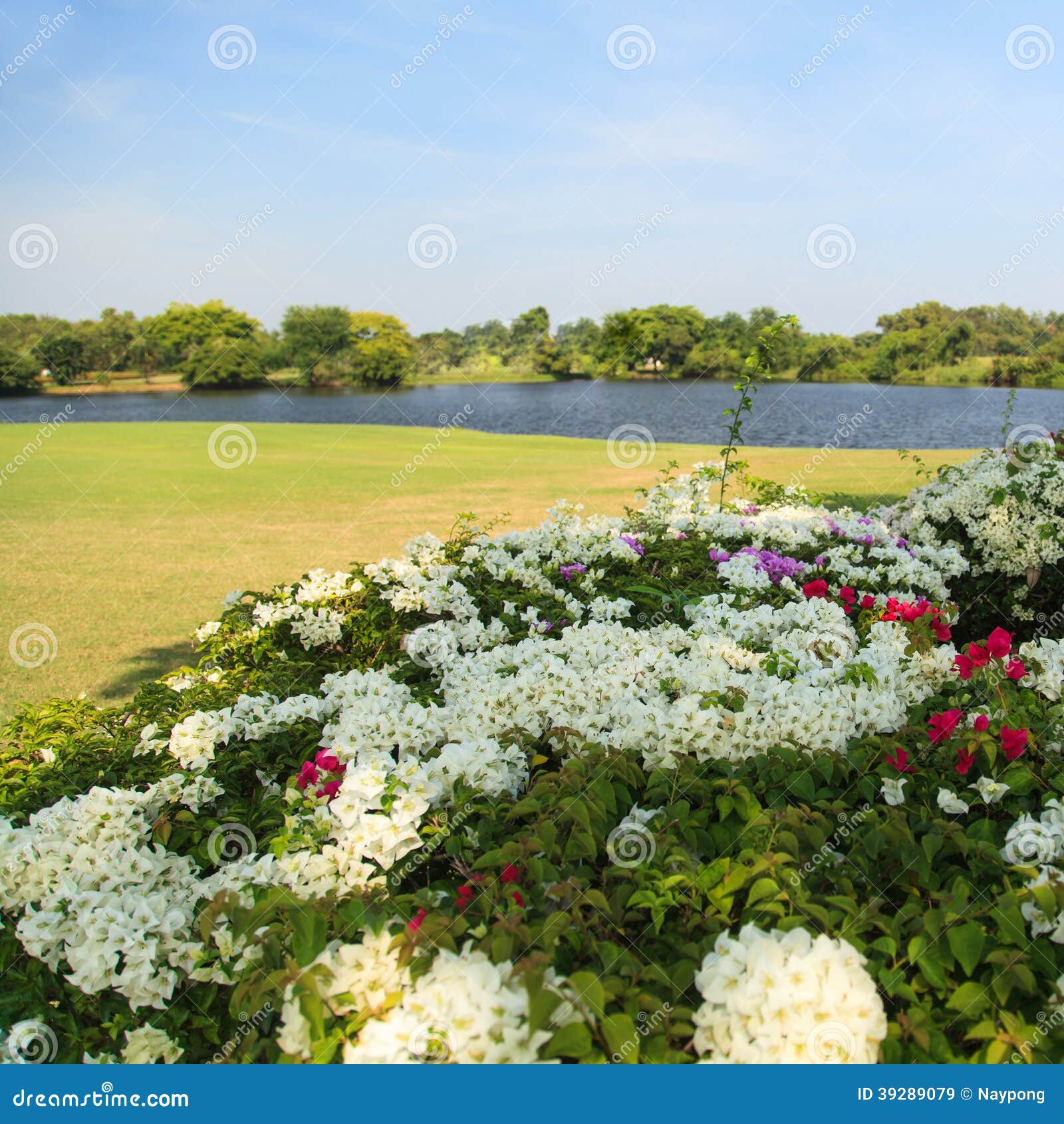 Flowers on golf course stock image. Image of flower, summer - 39289079