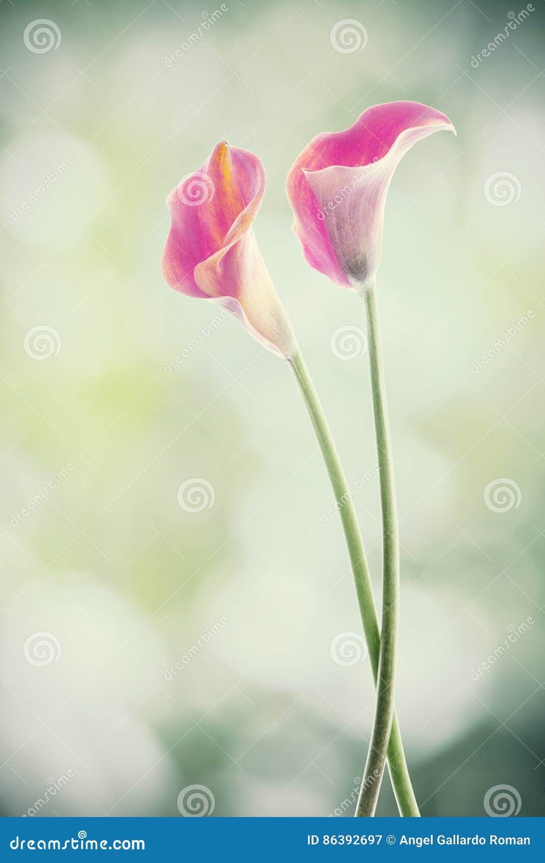 Flowers with Gradient Background Stock Image - Image of flower, romance ...