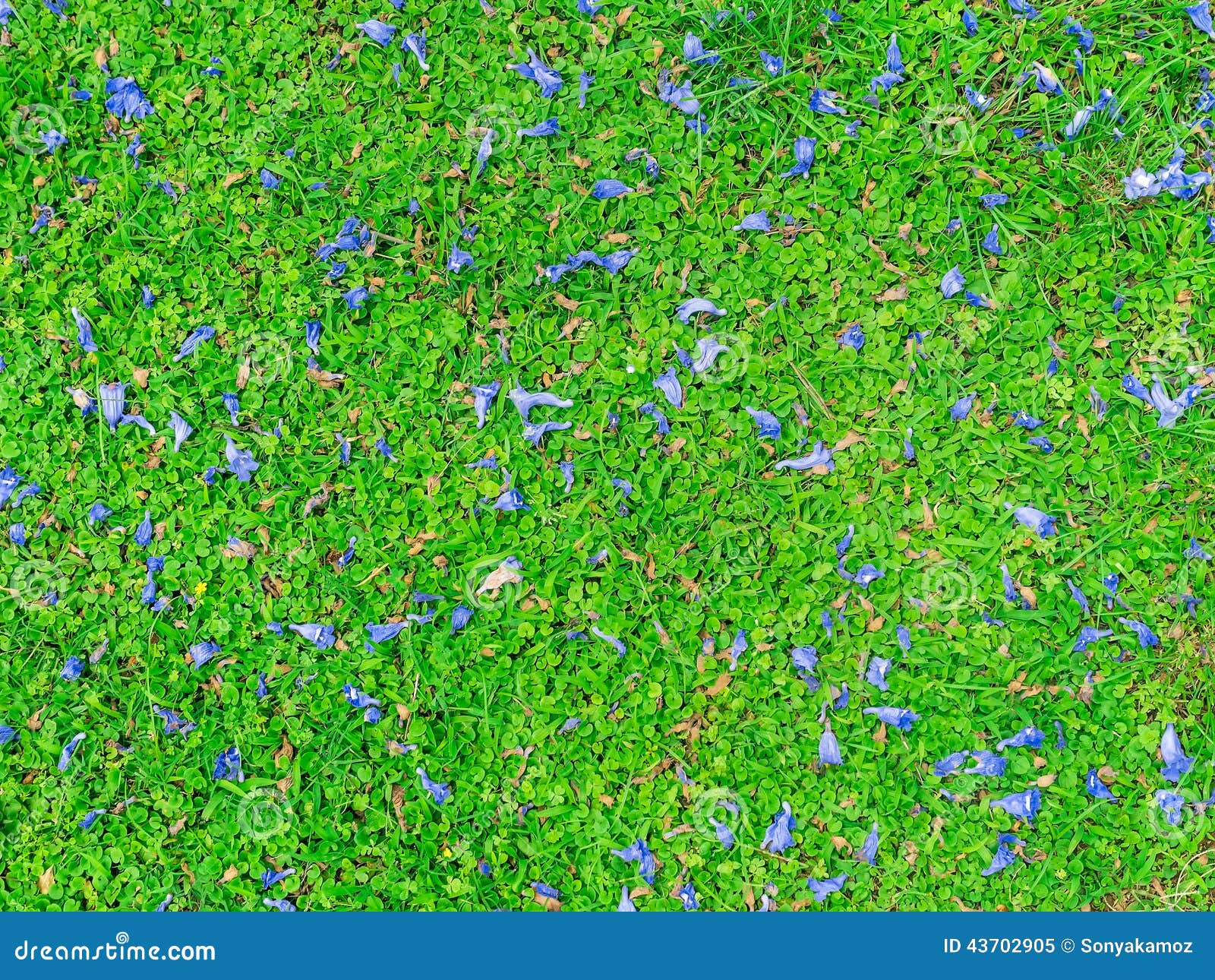 Flowers on the grass stock image. Image of still, colorful - 43702905