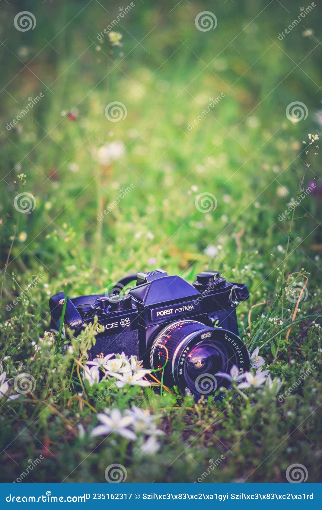 Flowers, grass and camera stock image. Image of lawn - 235162317