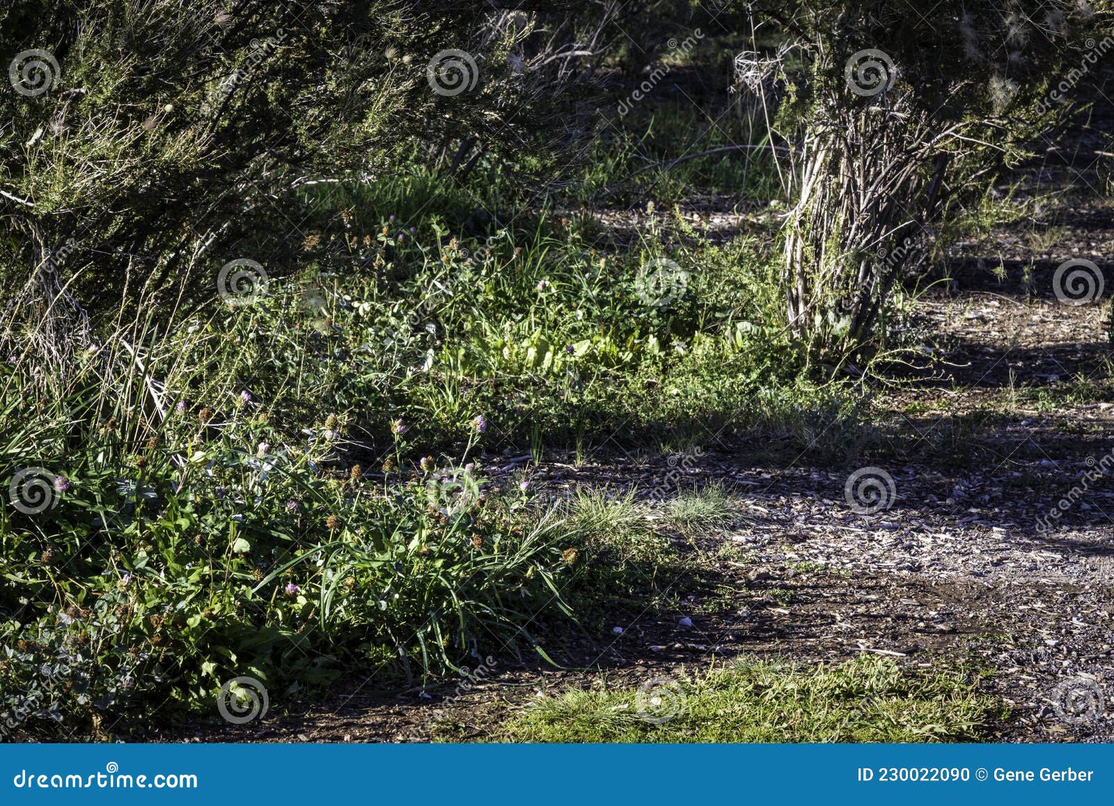 Forest Lawn stock photo. Image of flower, forest, lawn - 230022090