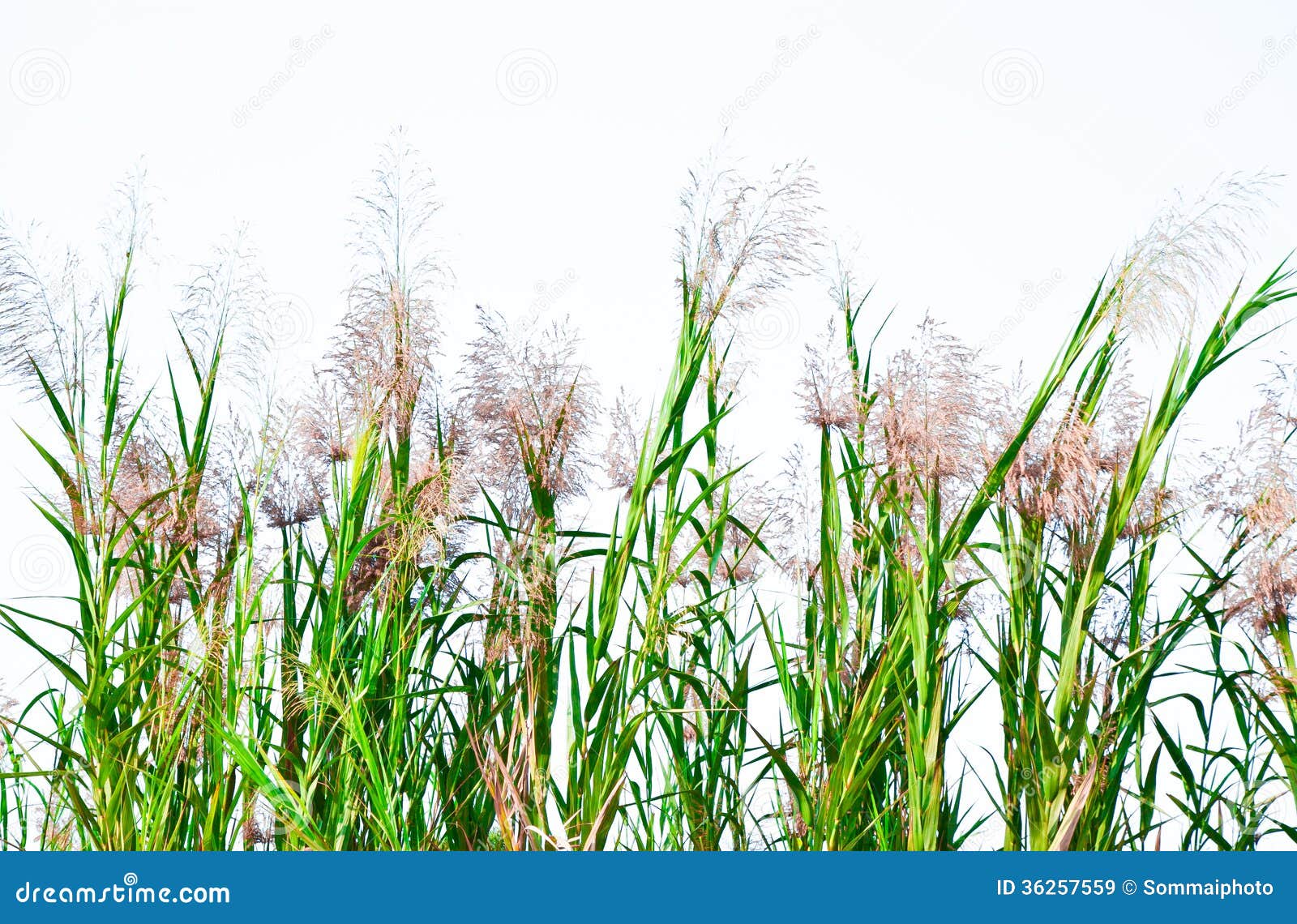 Flowers of grass stock image. Image of isolated, outdoors - 36257559