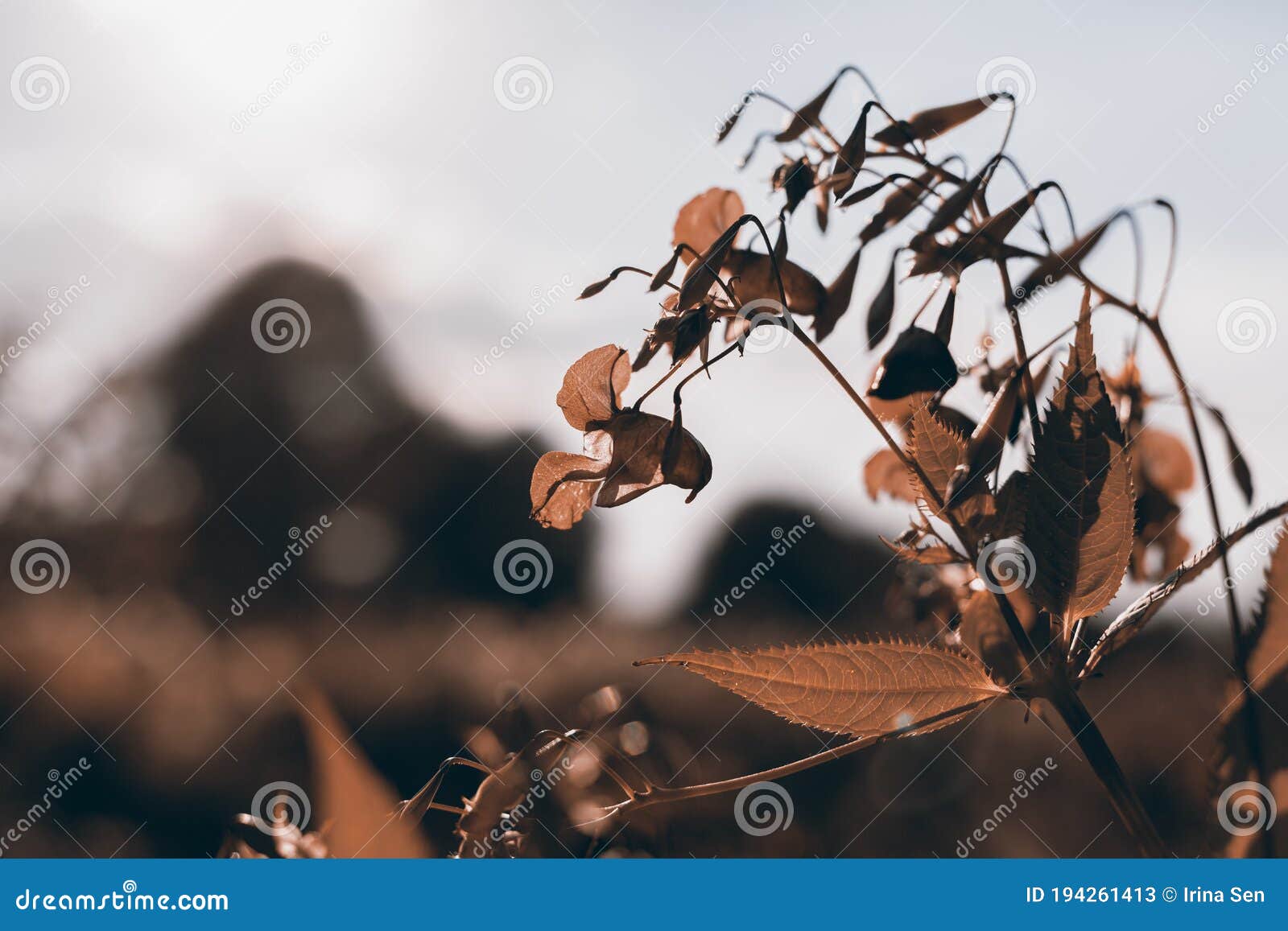 Flowers and Grass in Autumn, Ginger and Blue, Sepia Tone Stock Image ...